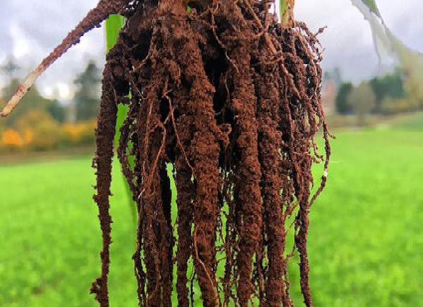 Red Label - ED&F Man Agronomy